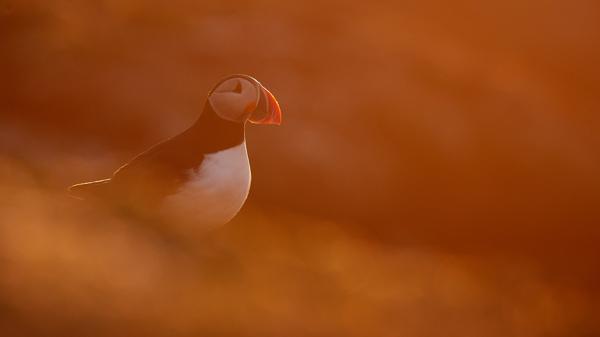 Mark Sisson Photography – Wildlife photography, holidays & workshops