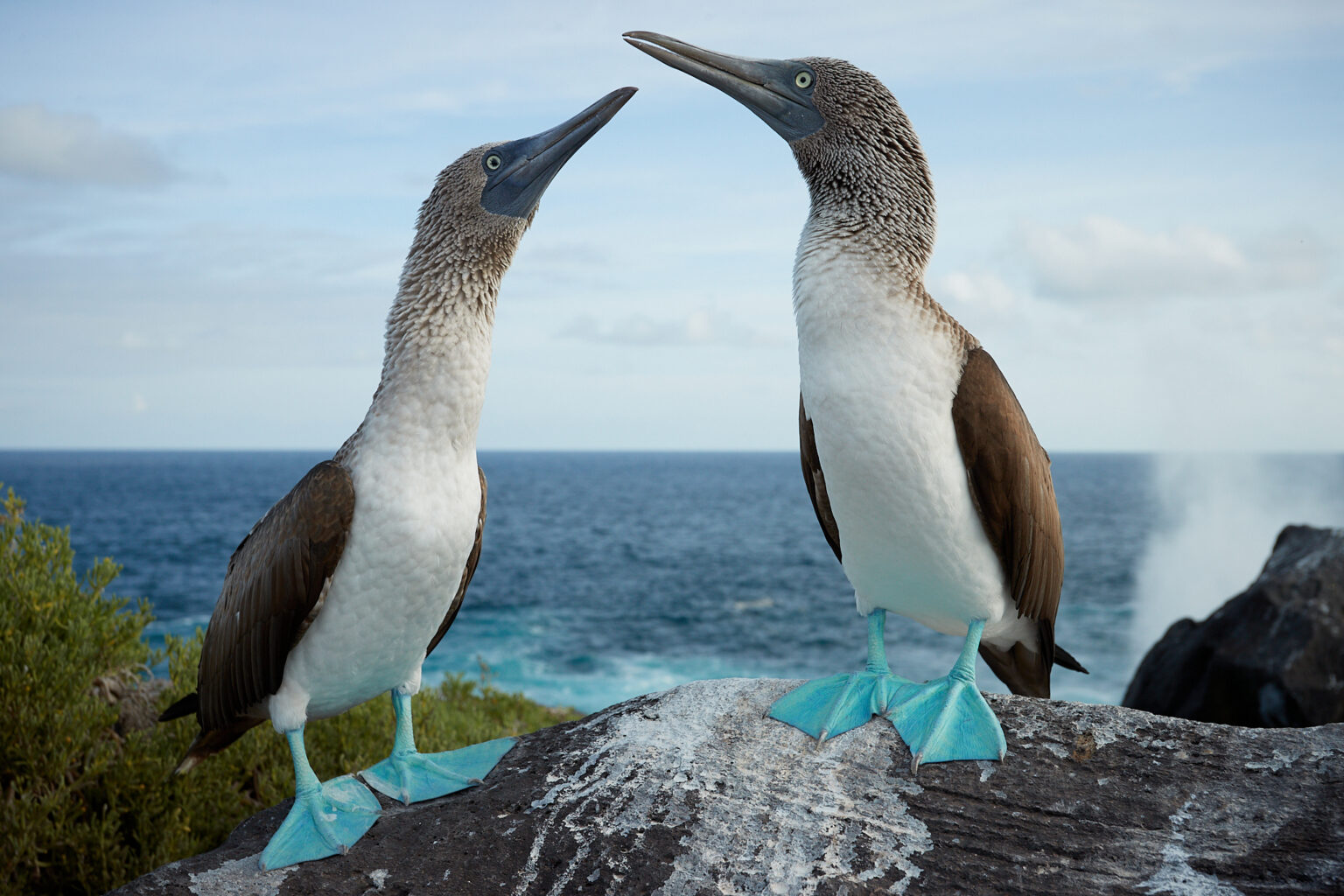 Mark Sisson Photography – Wildlife photography, holidays & workshops
